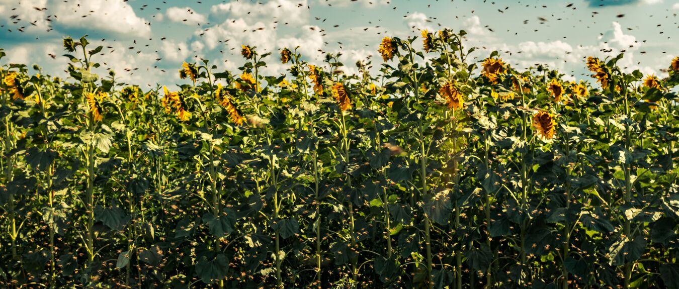 Opening of the trilogue: What’s at stake for CSRD and CS3D?