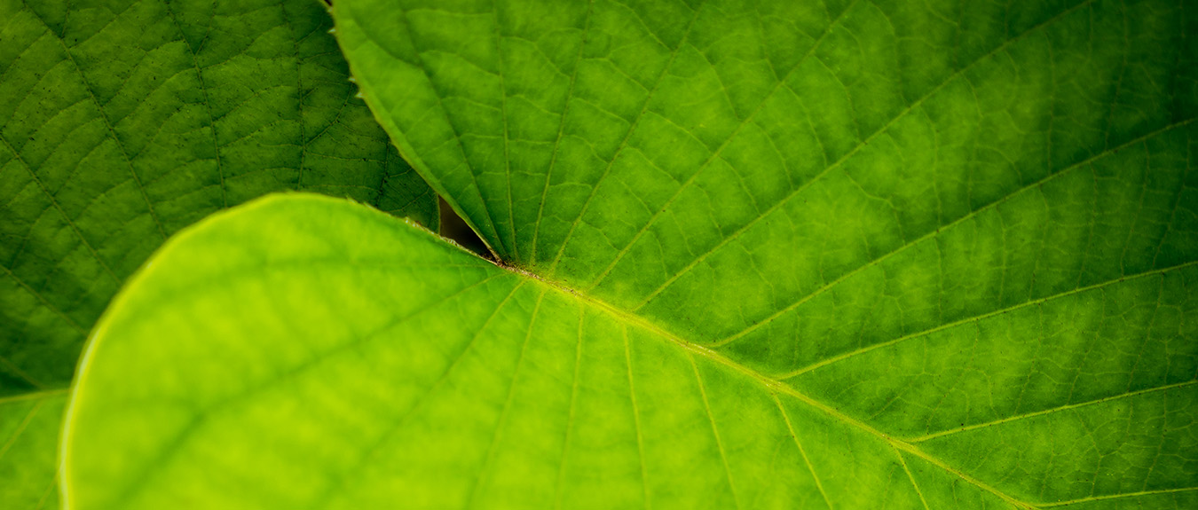 Greenwashing: publication of the directive on empowering consumers for ...