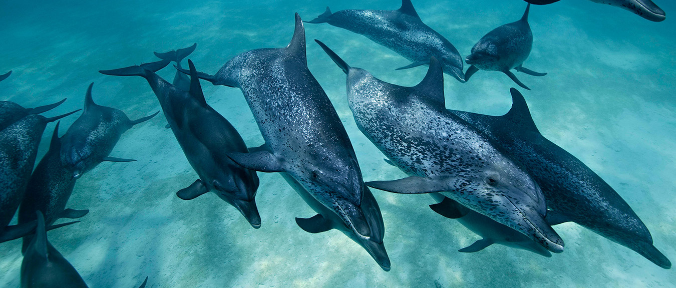 FDA warns animal drug companies over unapproved antimicrobials ...