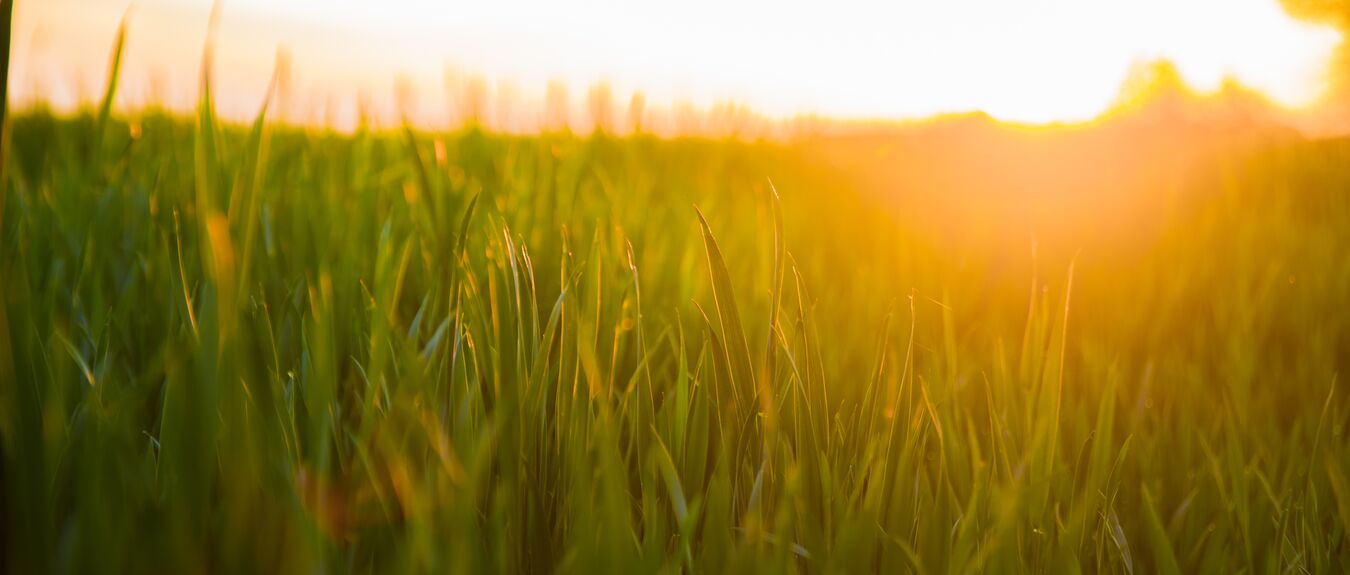 Appellate court invalidates key elements of Bioengineered Food ...